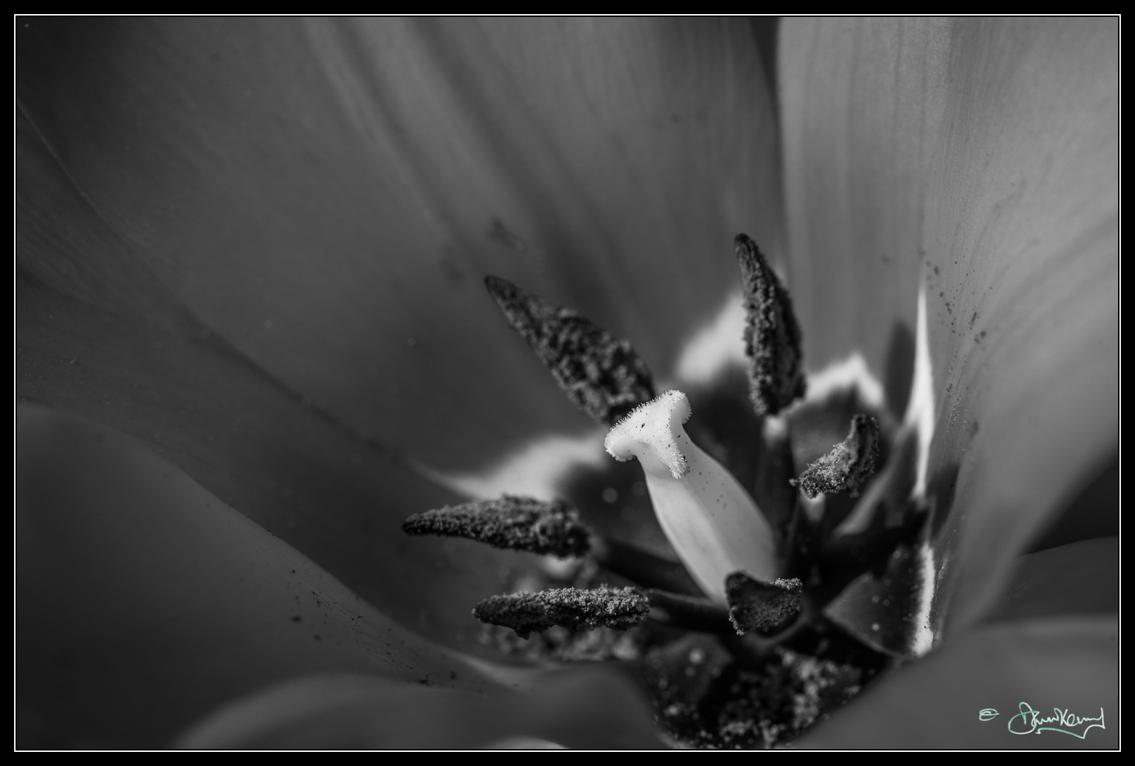 Spring has Sprung - Bishopthorpe Camera Club