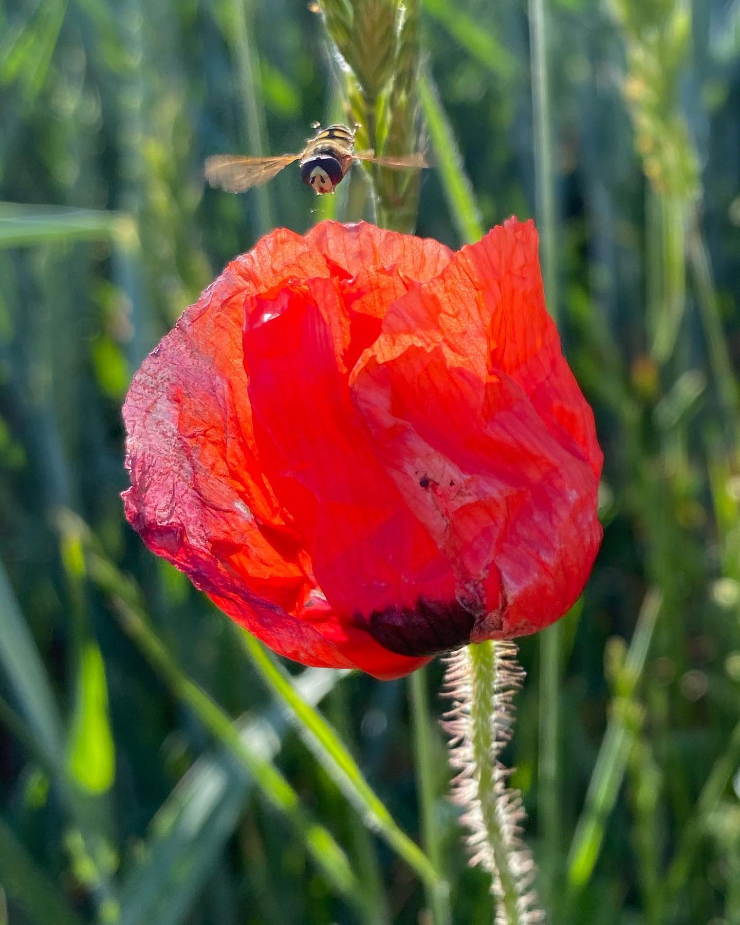 Jet Lendon: Much More than a Phone - Bishopthorpe Camera Club