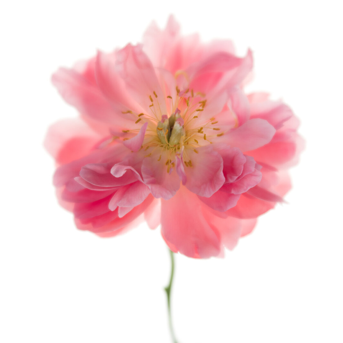 Polina Plotnikova: 'Starting From a Blank Canvas' - Bishopthorpe Camera ...