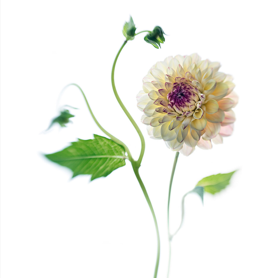 Polina Plotnikova: 'Starting From a Blank Canvas' - Bishopthorpe Camera ...