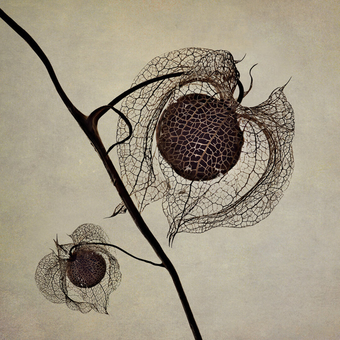 Polina Plotnikova: 'Starting From a Blank Canvas' - Bishopthorpe Camera ...