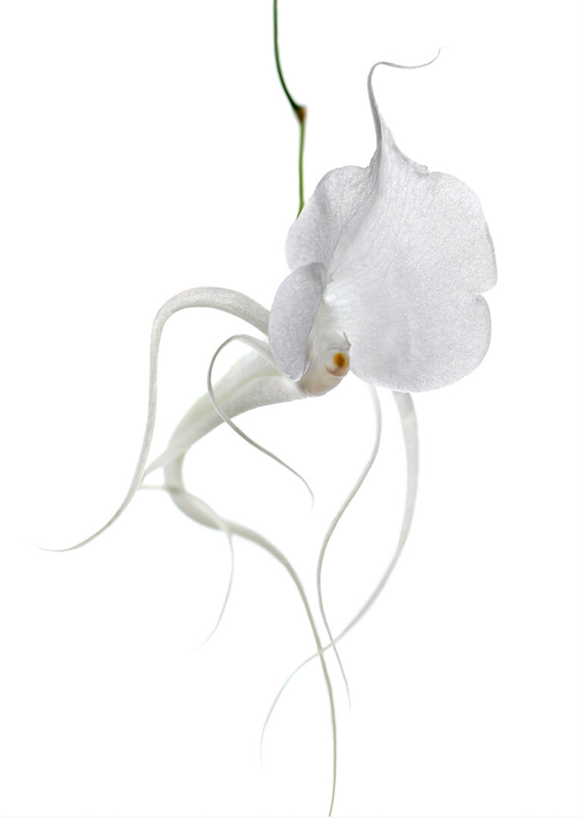 Polina Plotnikova: 'Starting From a Blank Canvas' - Bishopthorpe Camera ...