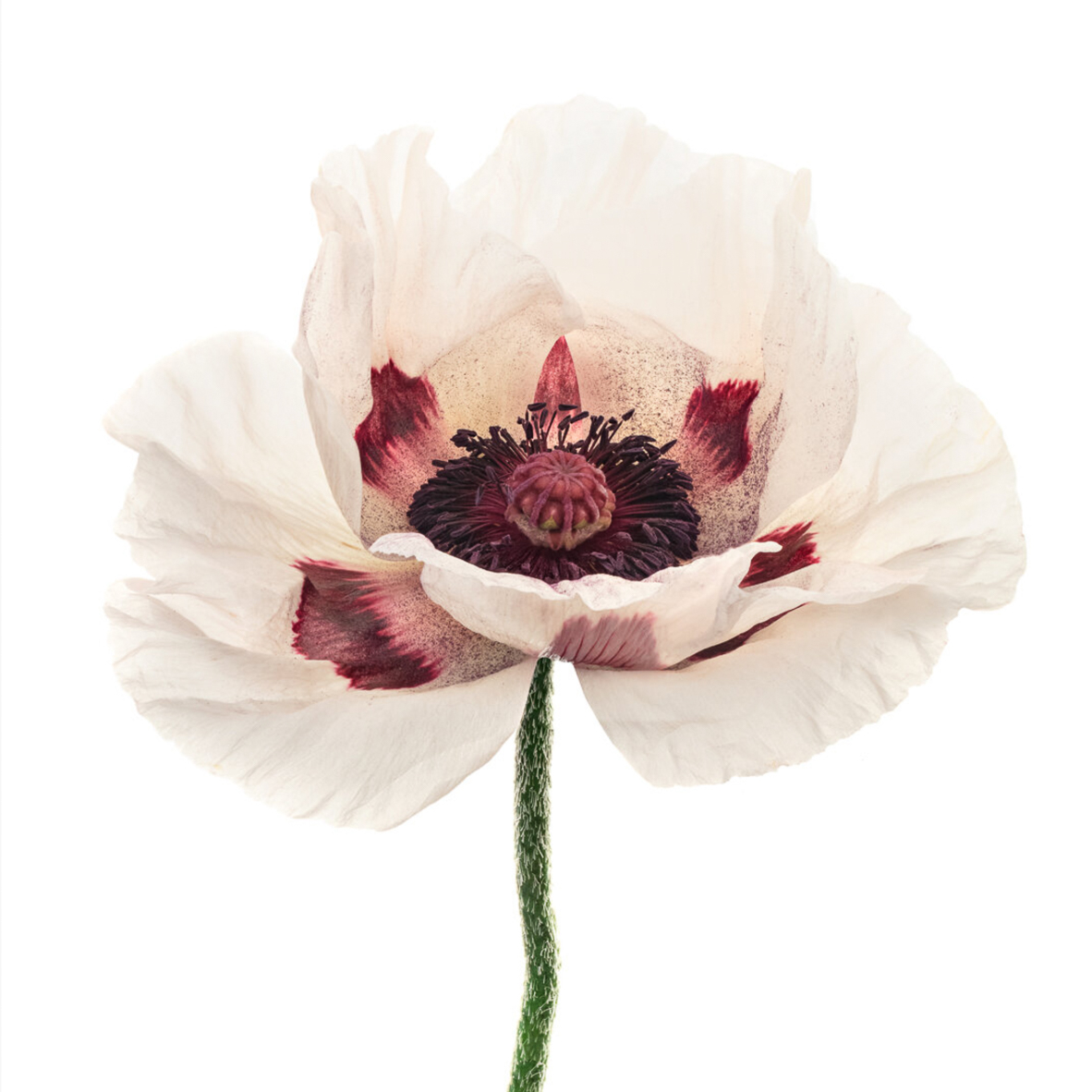 Polina Plotnikova: 'Starting From a Blank Canvas' - Bishopthorpe Camera ...