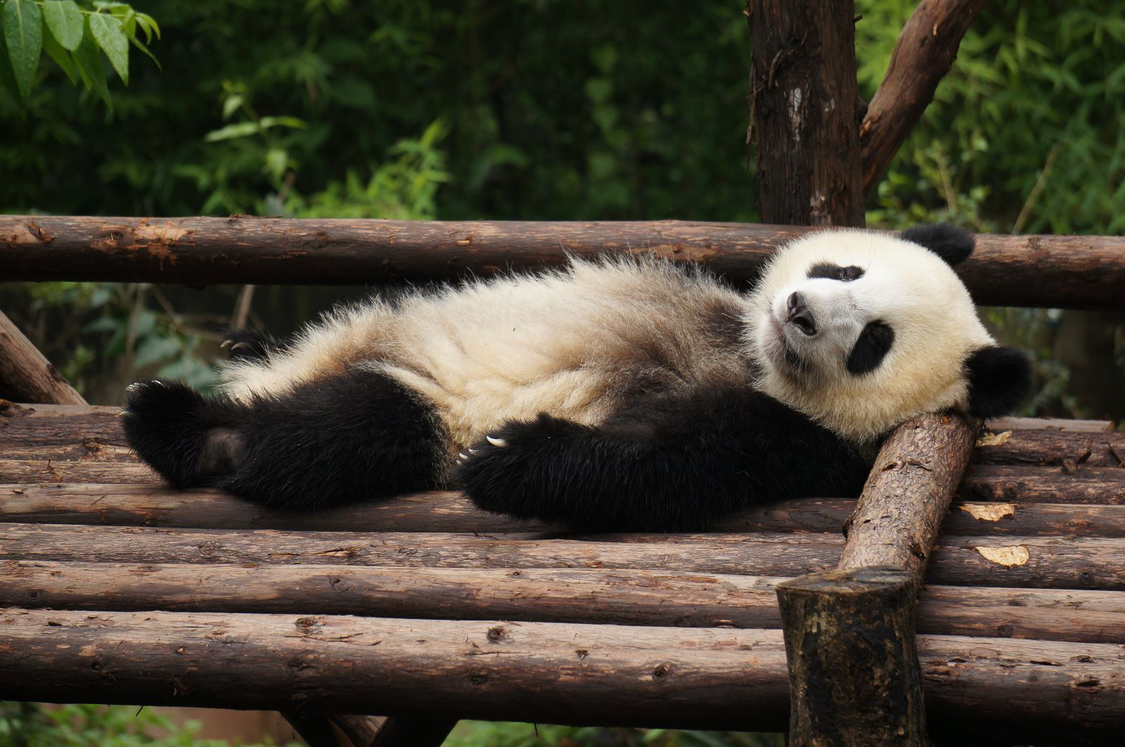 Annual Digital Image Competition 2022: The Living World - Bishopthorpe ...